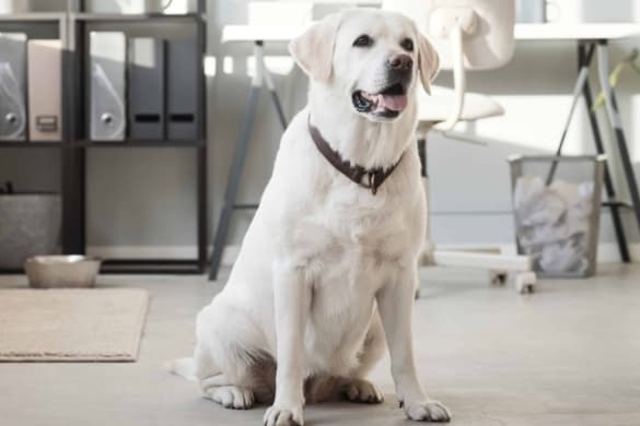 White Labrador: An Ultimate Guide to White Labs (With Pictures)
