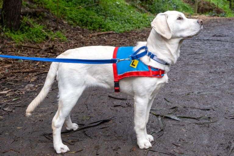 White Labrador: An Ultimate Guide to White Labs (With Pictures)