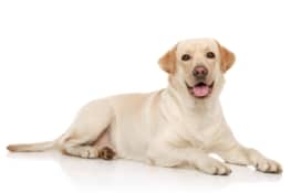 White Labrador: An Ultimate Guide to White Labs (With Pictures)