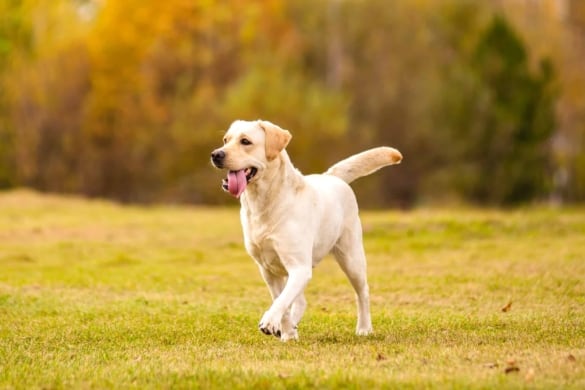 White Labrador: An Ultimate Guide to White Labs (With Pictures)