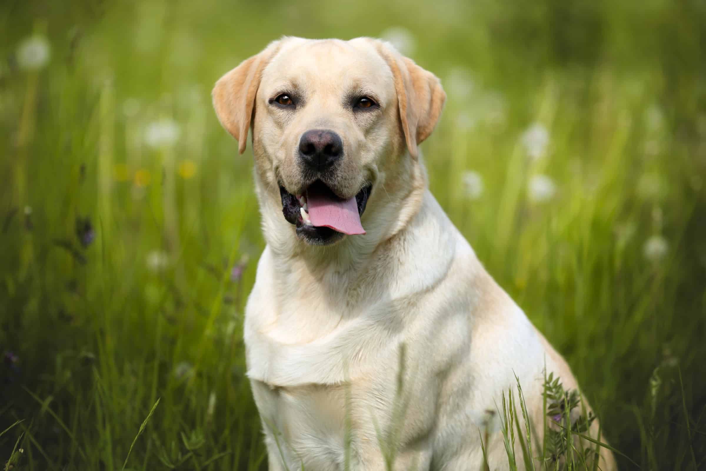 White Labrador: An Ultimate Guide to White Labs (With Pictures)