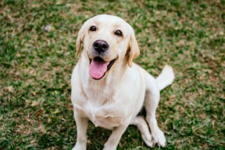 White Labrador: An Ultimate Guide to White Labs (With Pictures)