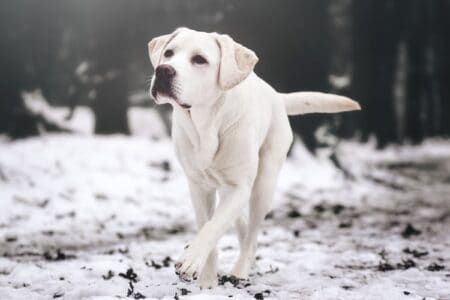 White Labrador: An Ultimate Guide to White Labs (With Pictures)