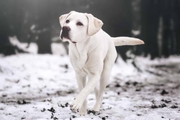 White Labrador: An Ultimate Guide to White Labs (With Pictures)
