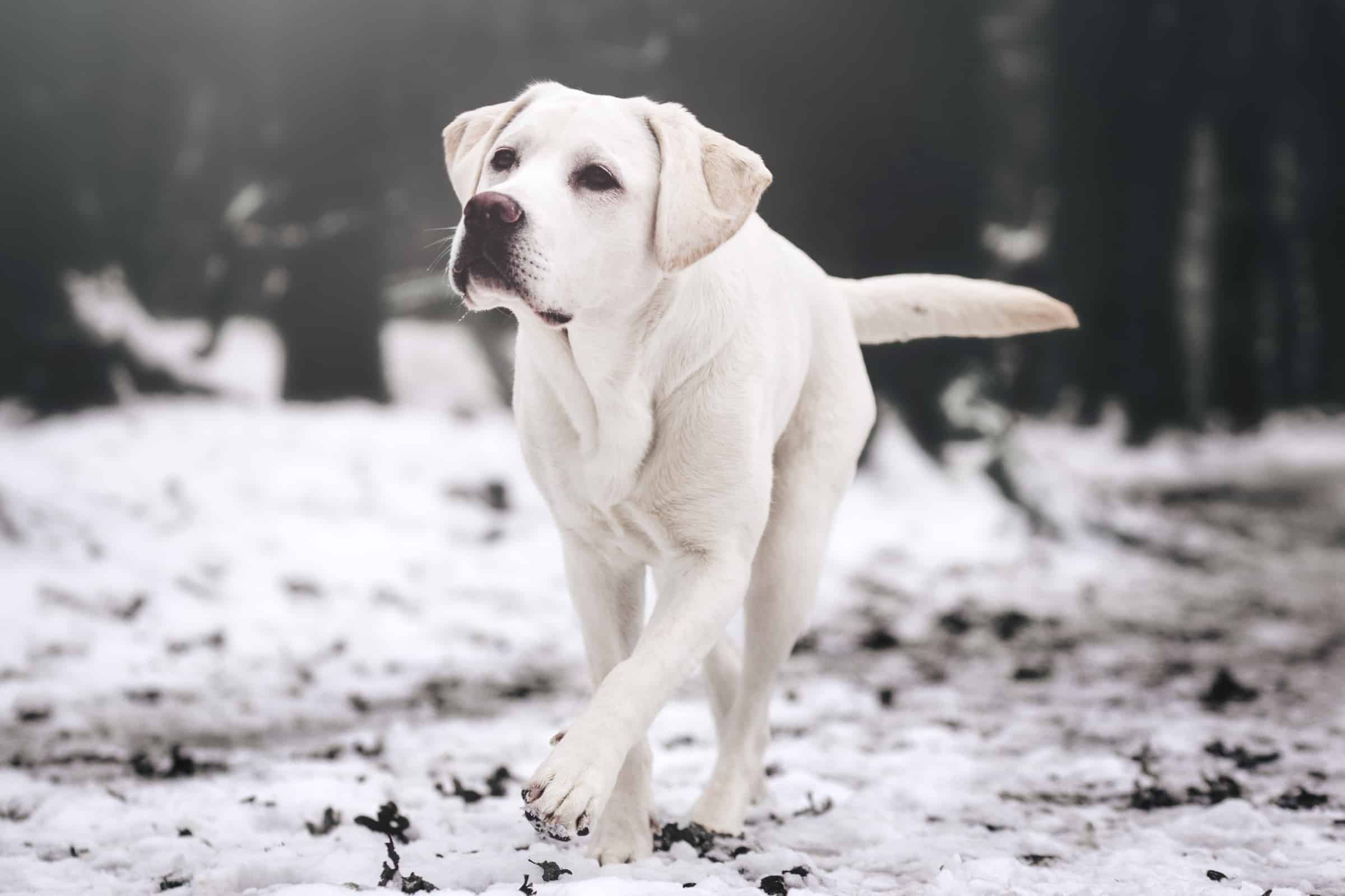 White Labrador: An Ultimate Guide to White Labs (With Pictures)