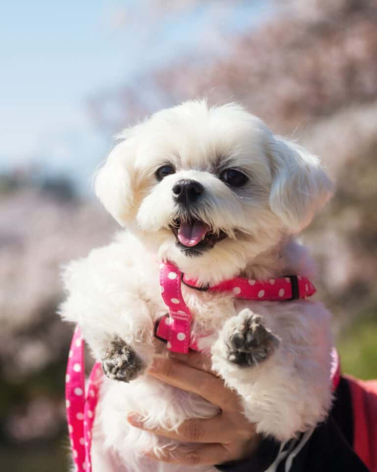 White Yorkie: Your Guide to the White Yorkshire Terrier