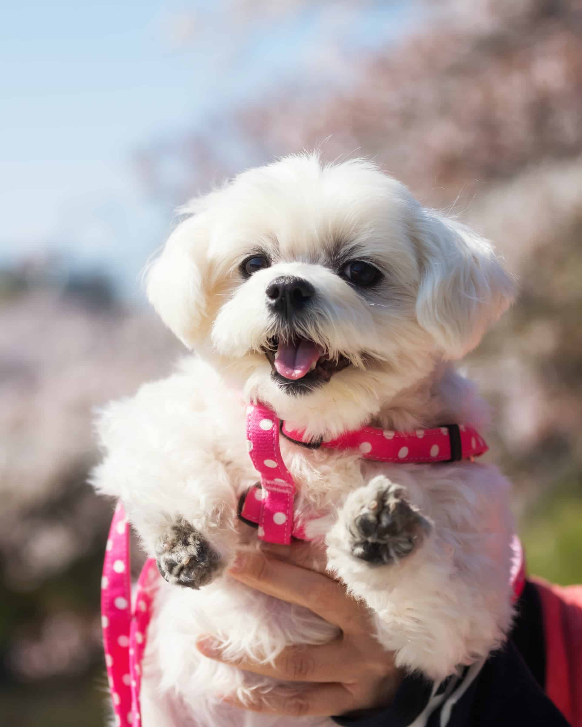 White Yorkie: Your Guide to the White Yorkshire Terrier