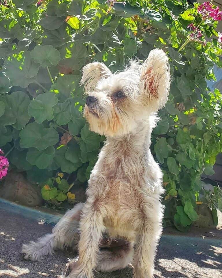 White Yorkie: Your Guide to the White Yorkshire Terrier