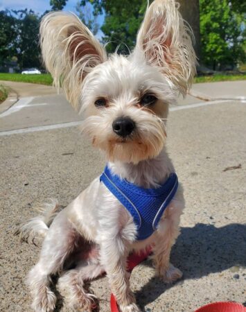 White Yorkie: Your Guide to the White Yorkshire Terrier
