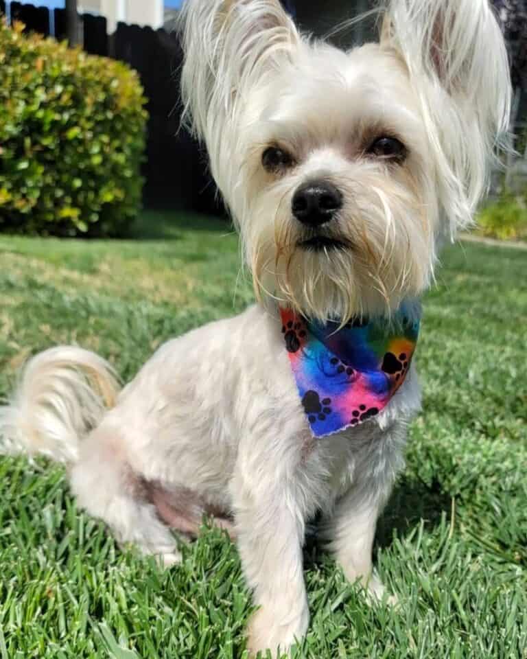 White Yorkie: Your Guide to the White Yorkshire Terrier