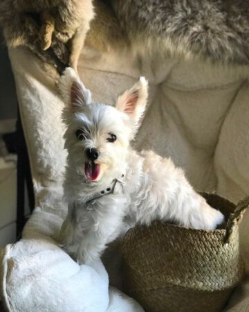 White Yorkie: Your Guide to the White Yorkshire Terrier