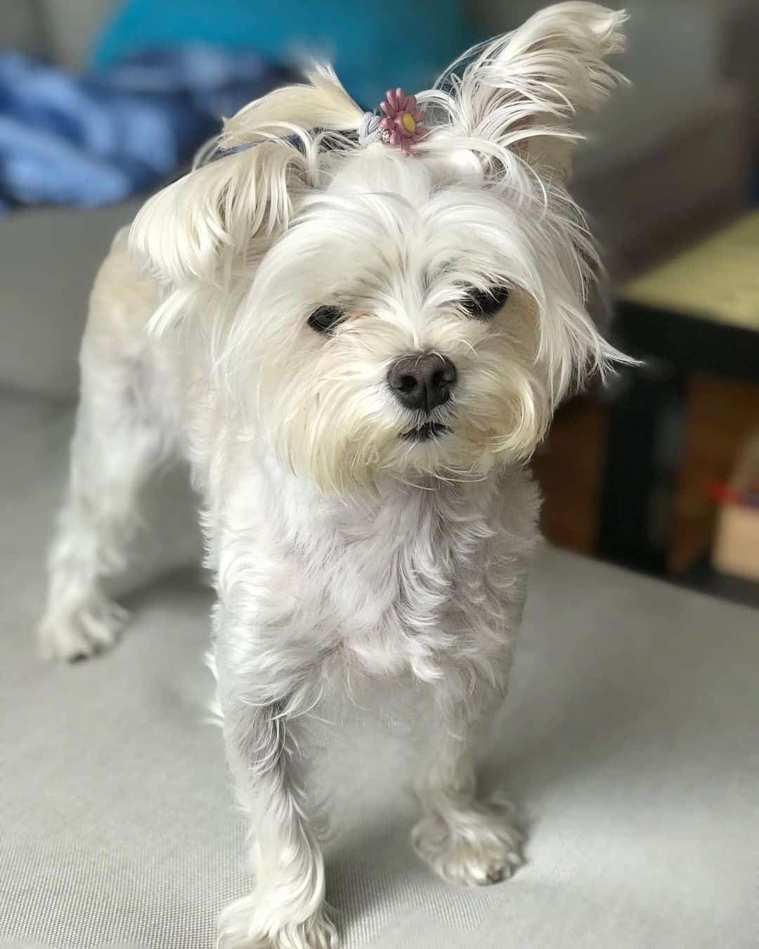 White Yorkie: Your Guide to the White Yorkshire Terrier