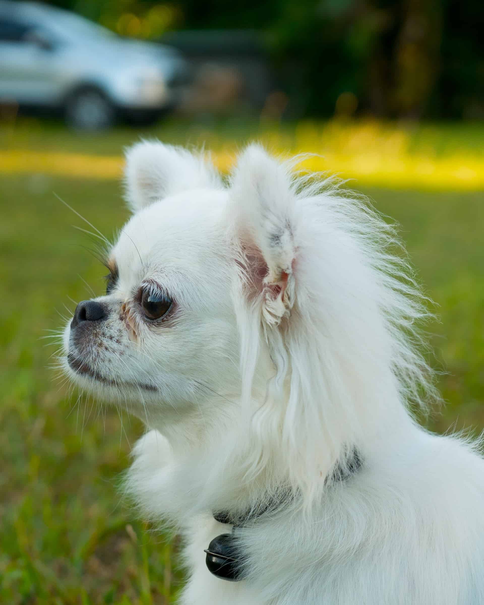 Apple Head Chihuahua: Everything You Need to Know