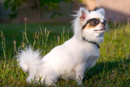 Apple Head Chihuahua: Everything You Need to Know
