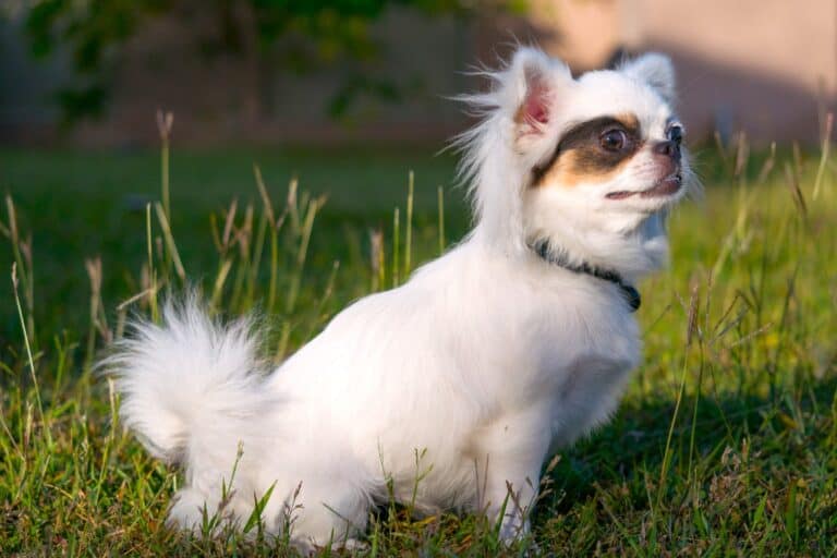 Apple Head Chihuahua: Everything You Need to Know