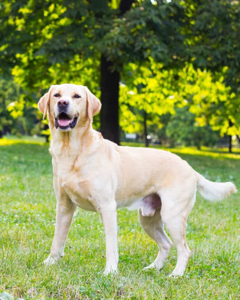 White Labrador: An Ultimate Guide to White Labs (With Pictures)