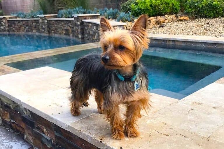 Pitbull Yorkie Mix (Yorkie Pit): Info, Pictures, Traits & Facts