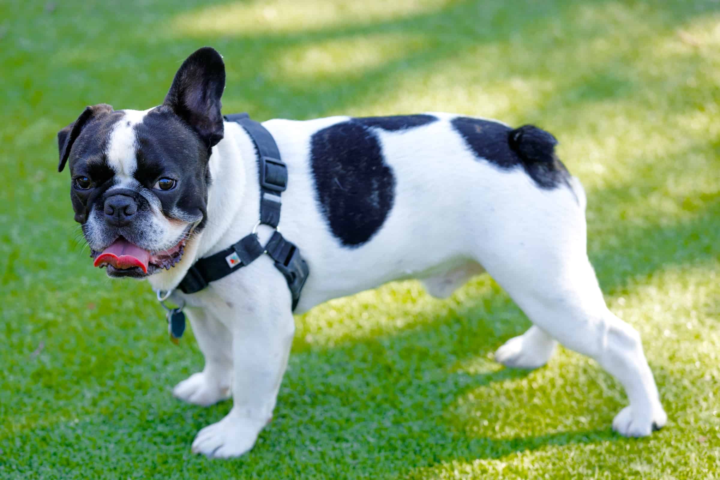 Pied French Bulldog: Appearance, Genetics, Pictures & Facts