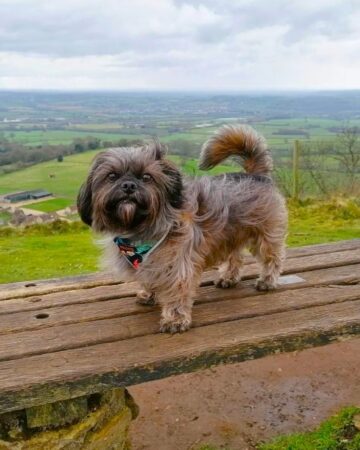 Shorkie | Mixed Breed Information, Pictures, Traits & Facts