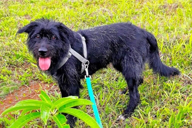 German Shepherd Labradoodle Mix: Info, Pictures & Facts