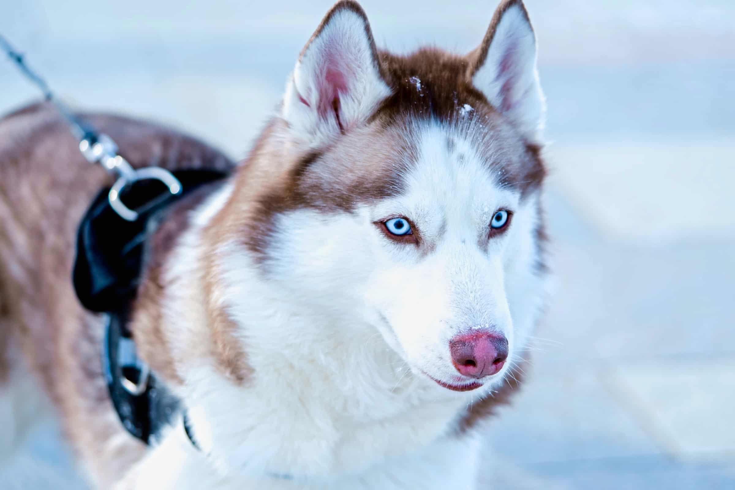 Why Do Huskies Have Blue Eyes? (Facts & Genetics Explained!)