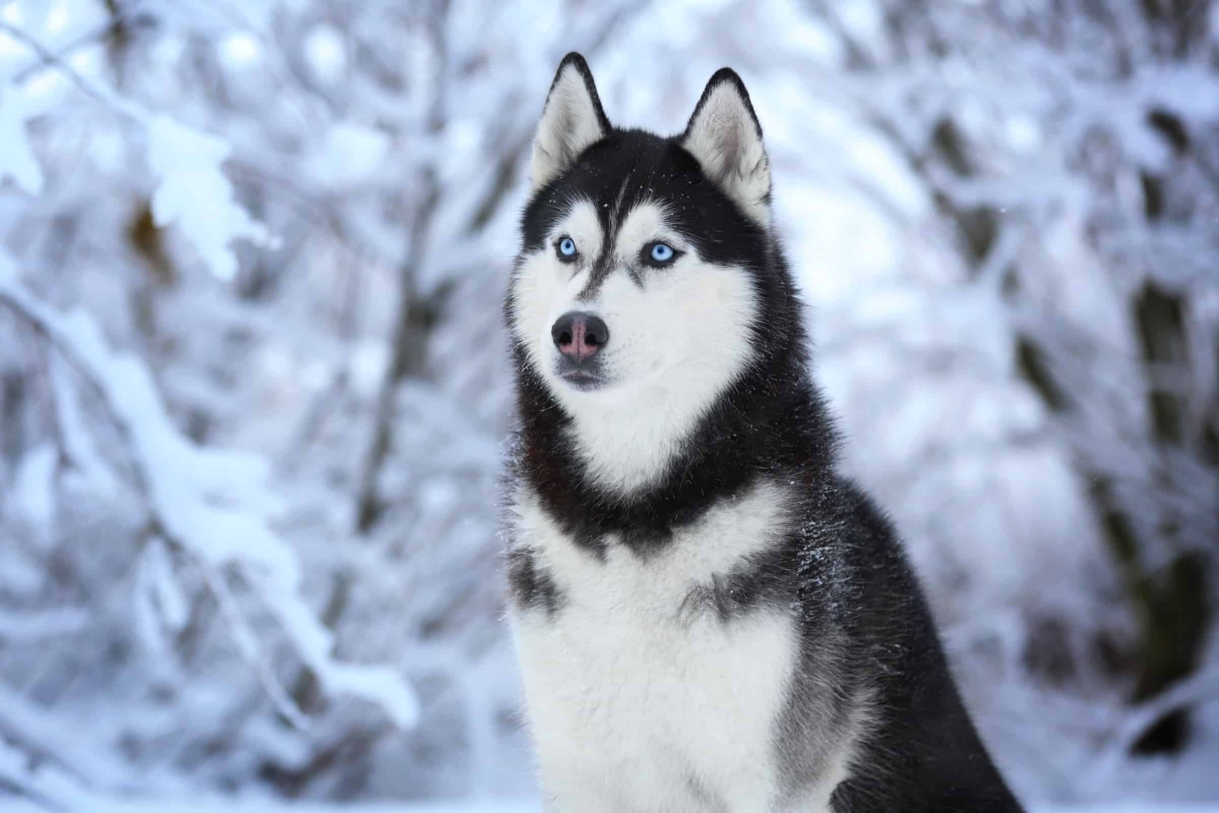 Why Do Huskies Have Blue Eyes? (Facts & Genetics Explained!)