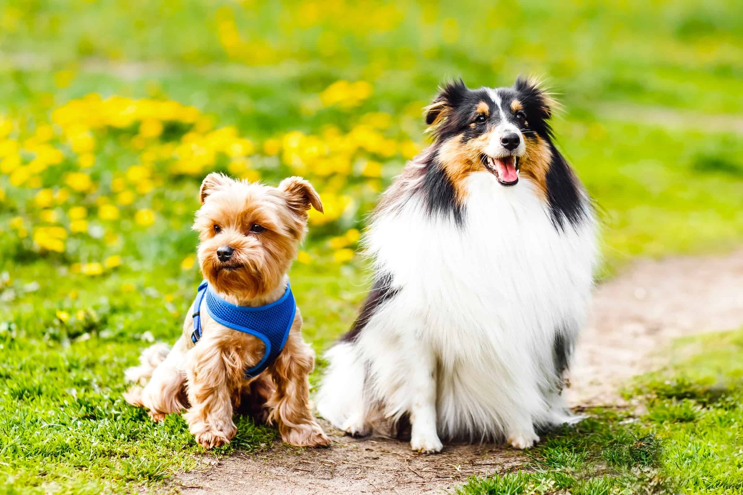 Male vs. Female Yorkshire Terrier (Yorkie): Which Is Better?