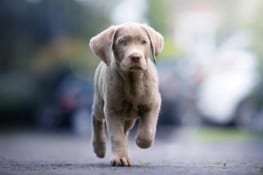 Miniature Labrador: An Ultimate Guide to the Mini Labrador