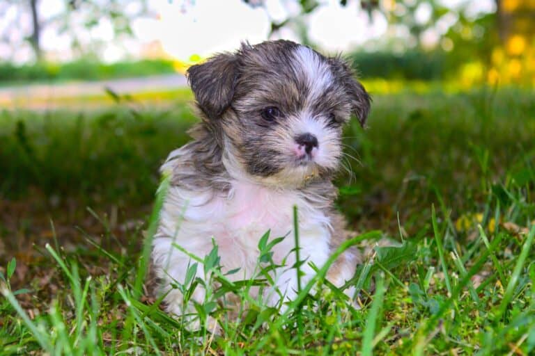 Shorkie | Mixed Breed Information, Pictures, Traits & Facts