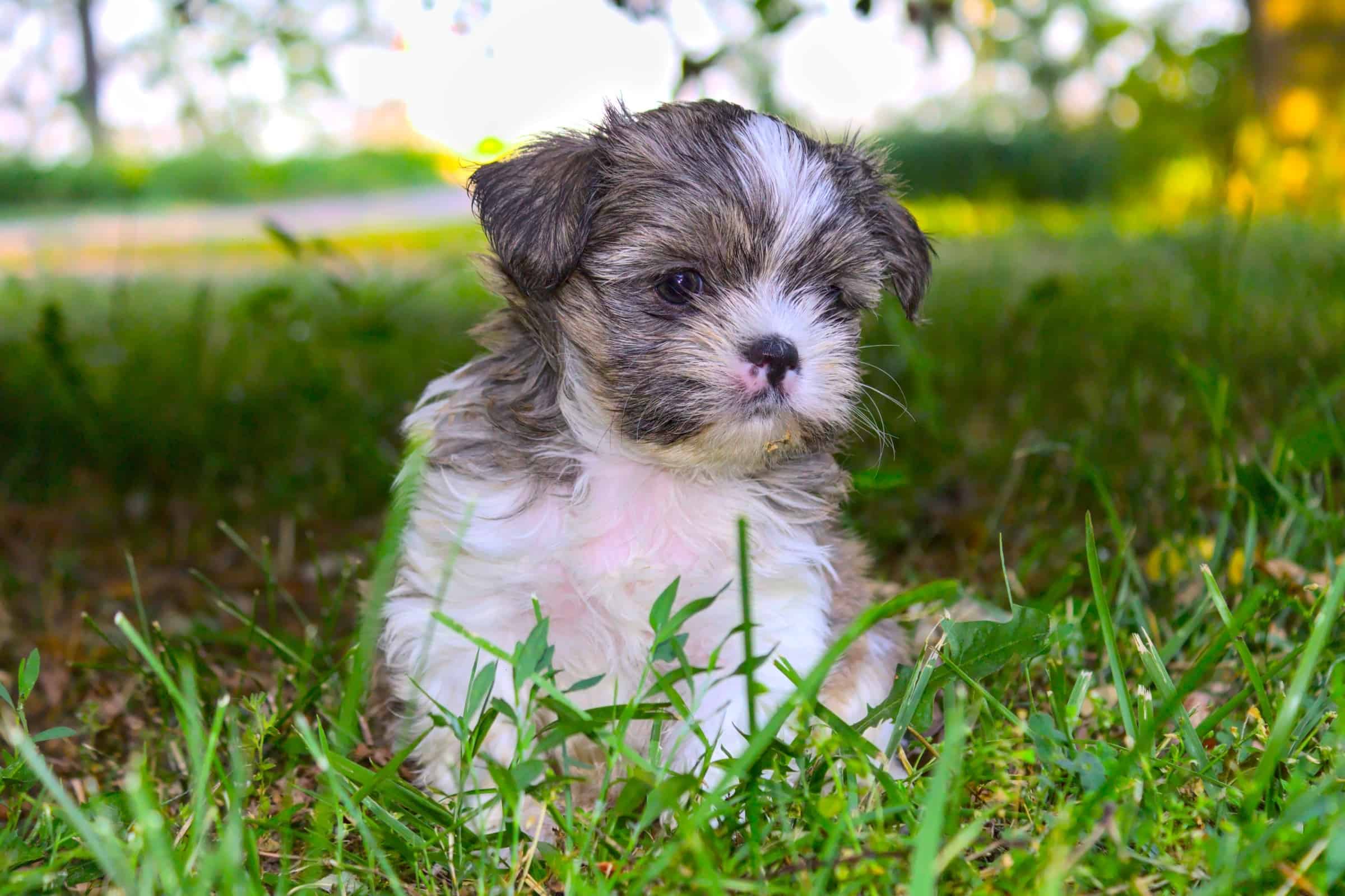 Shorkie | Mixed Breed Information, Pictures, Traits & Facts