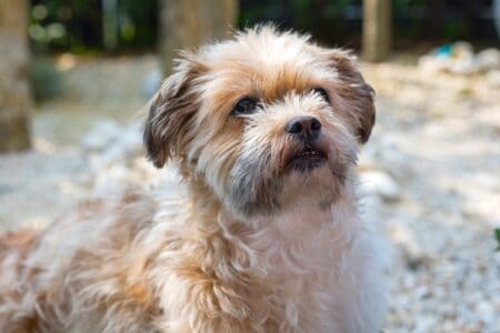 Shorkie | Mixed Breed Information, Pictures, Traits & Facts
