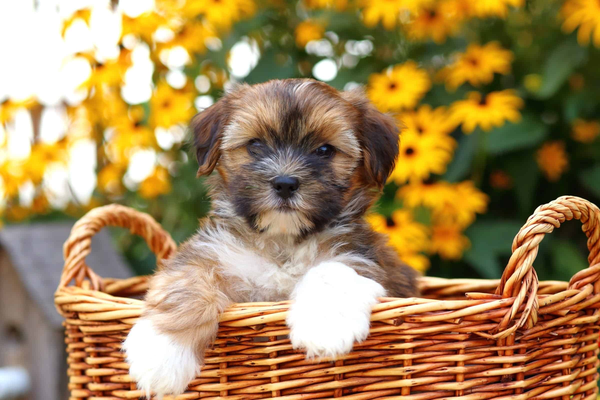 Shorkie | Mixed Breed Information, Pictures, Traits & Facts