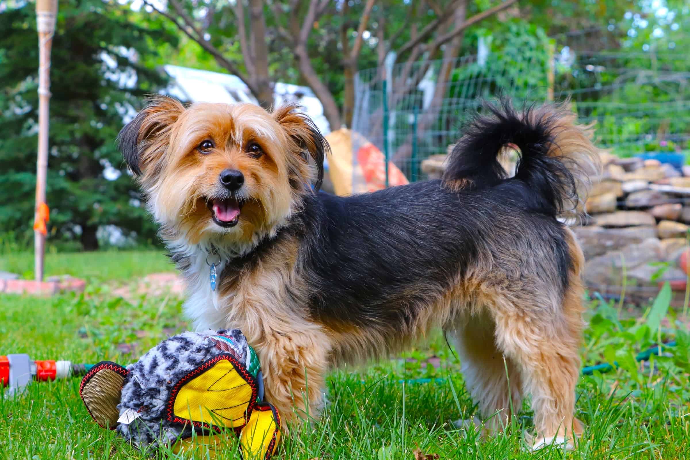 Shorkie | Mixed Breed Information, Pictures, Traits & Facts