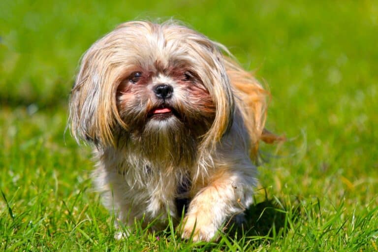 Shorkie | Mixed Breed Information, Pictures, Traits & Facts