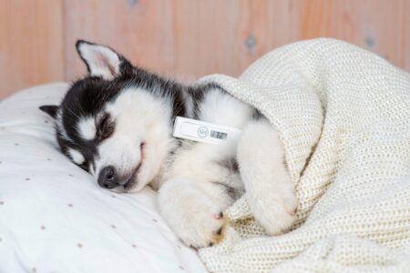 How Long Do Huskies Live? Average Lifespan & Causes of Death