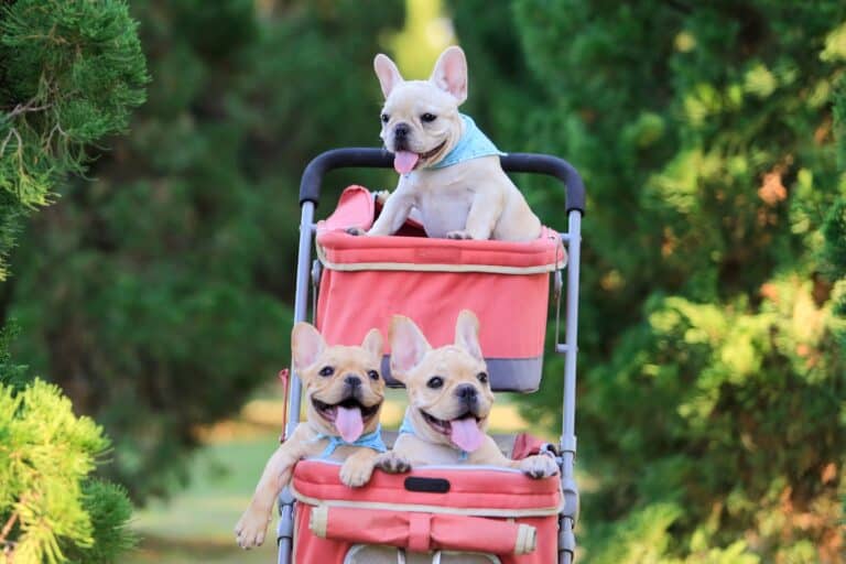Mini French Bulldog: Facts, Pictures, Size & Care Guide