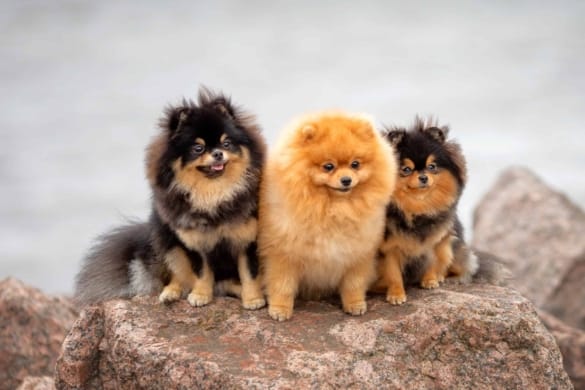 7 Different Types of Pomeranians (With Pictures & Facts)