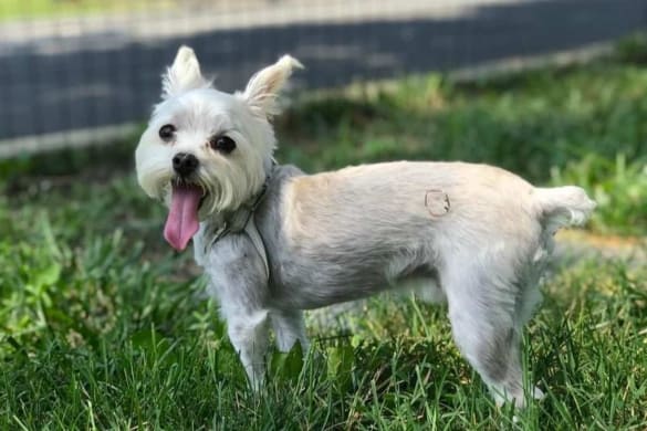 White Yorkie: Your Guide to the White Yorkshire Terrier