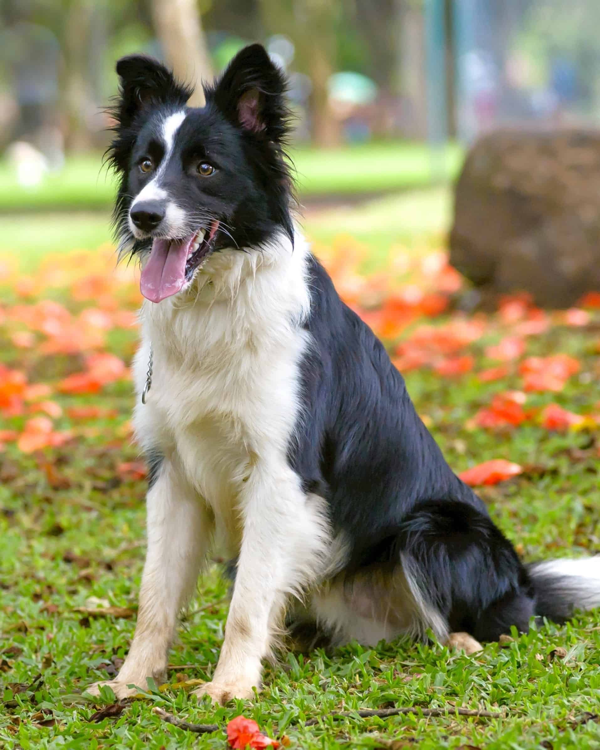 Border Collie Growth & Weight Chart (Complete Guide)