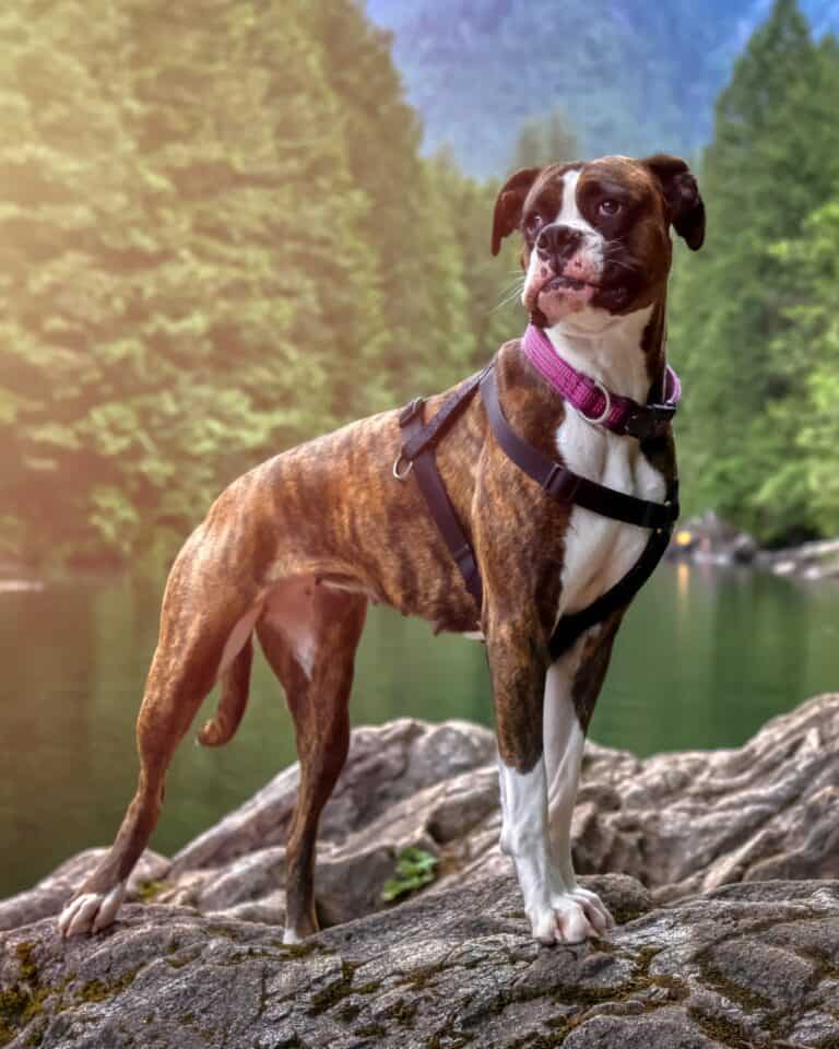 Boxer Dog Growth & Weight Chart (Complete Guide)