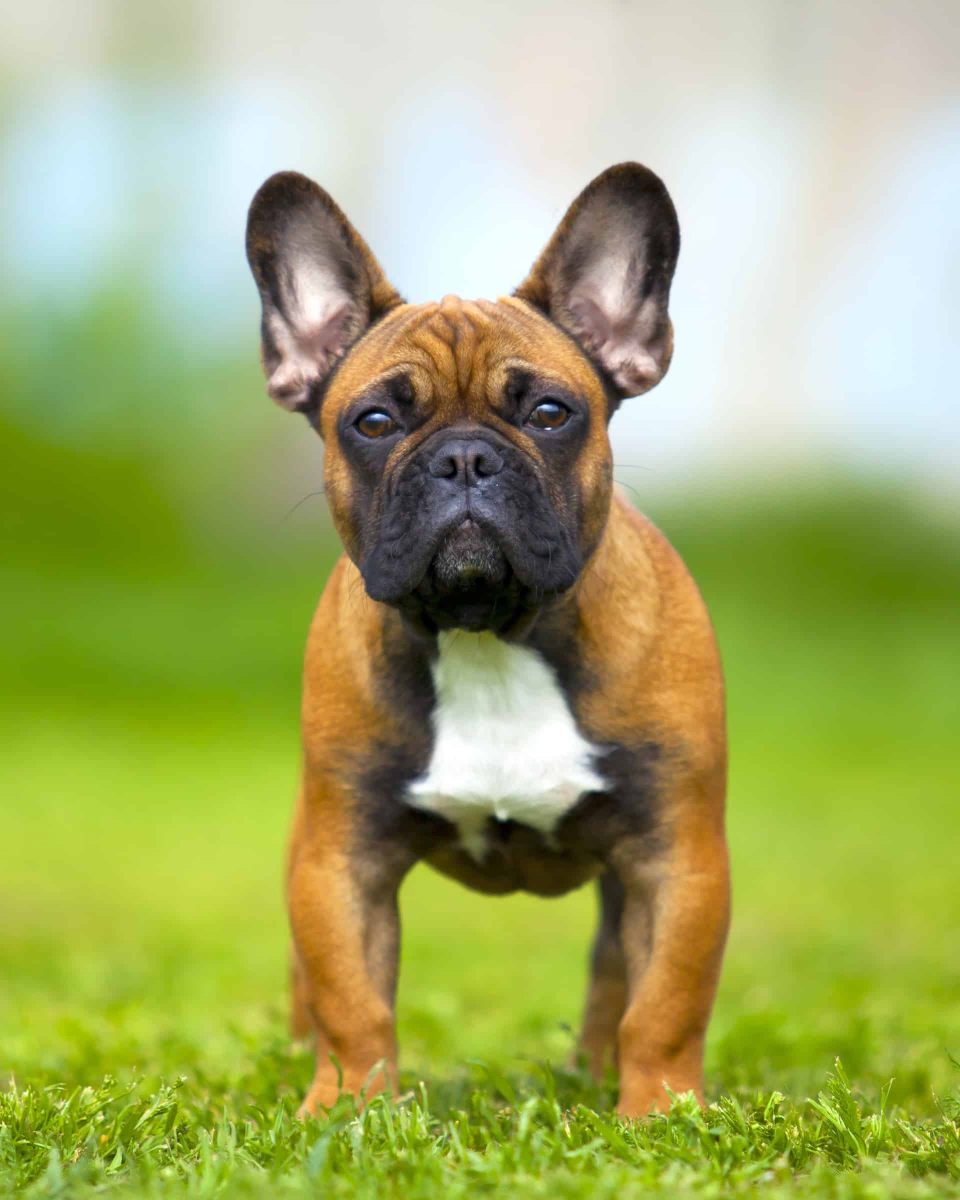 French Bulldog Growth Chart (Size & Weight Chart)