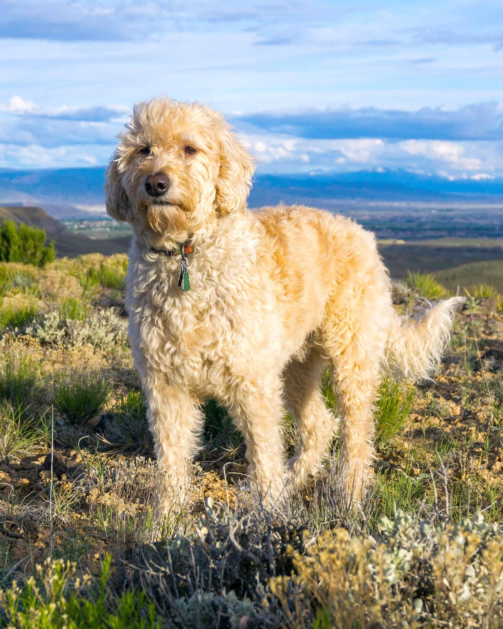 Goldendoodle Growth & Weight Chart (Complete Guide)