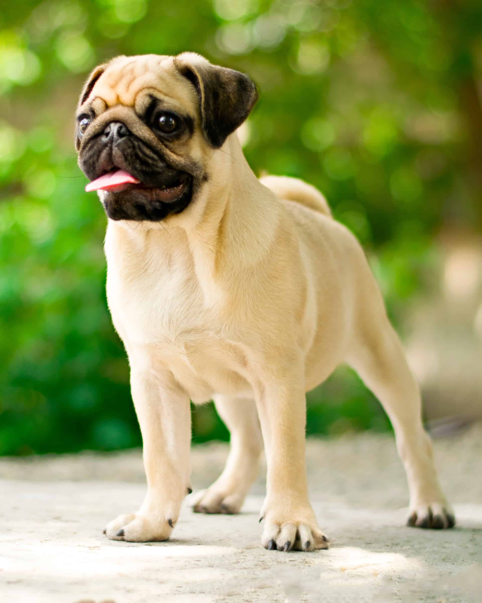 Pug Growth Chart (Size & Weight Chart) - Happy Dog Breeds