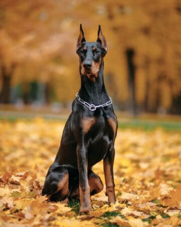 Doberman Growth & Weight Chart (Complete Guide)