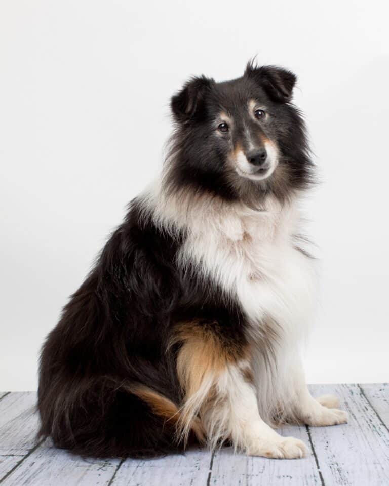 Border Collie Growth & Weight Chart (Complete Guide)