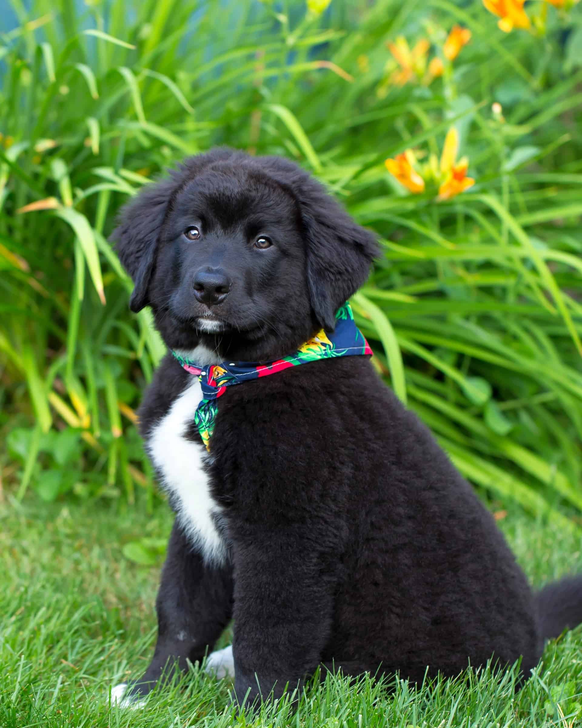 Labrador Retriever Growth Chart (Size & Weight Chart) - Happy Dog Breeds