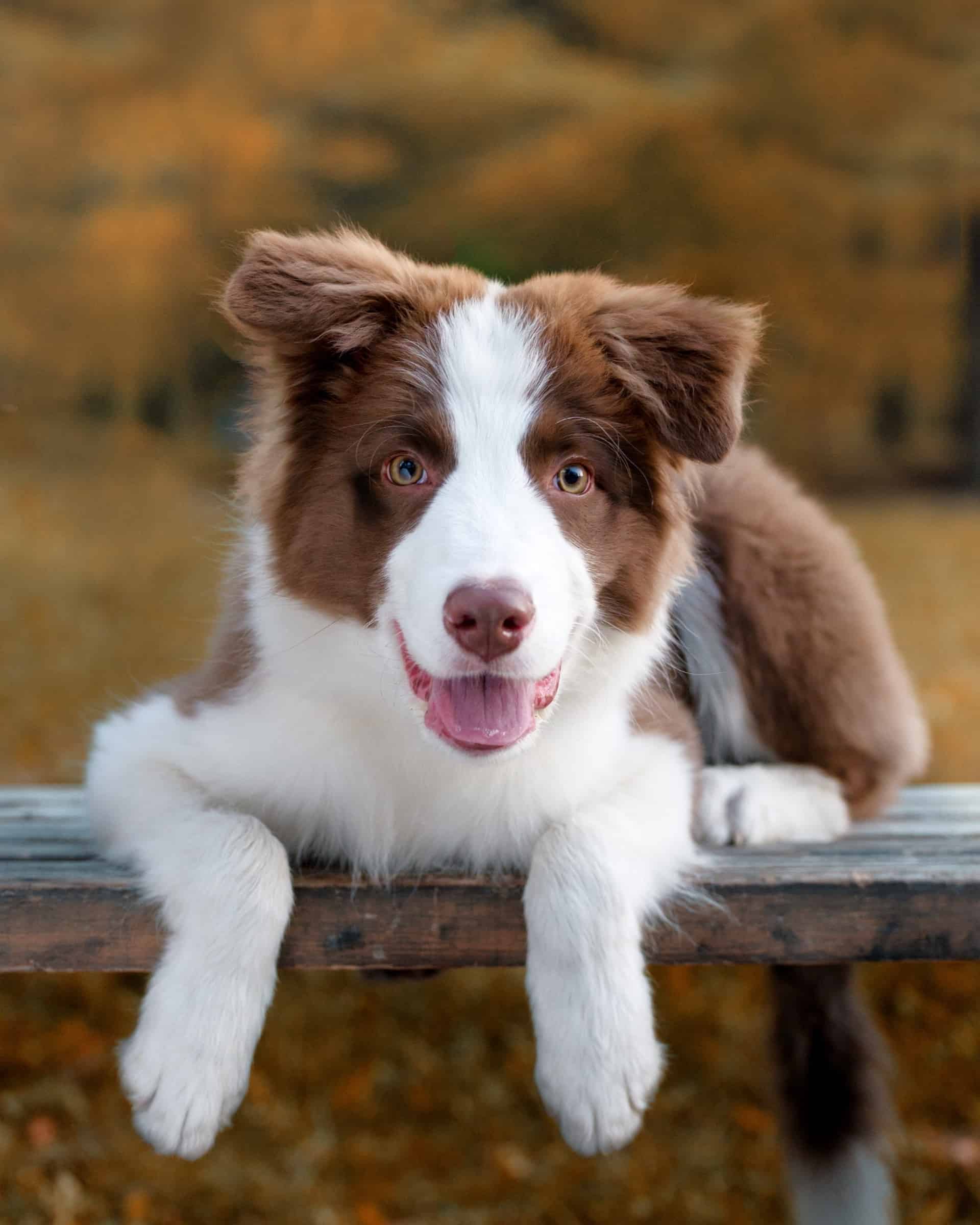 Border Collie Growth & Weight Chart (Complete Guide)
