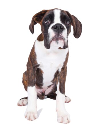 Boxer Dog Growth & Weight Chart (Complete Guide)