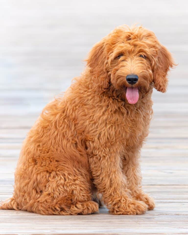 Goldendoodle Growth & Weight Chart (Complete Guide)