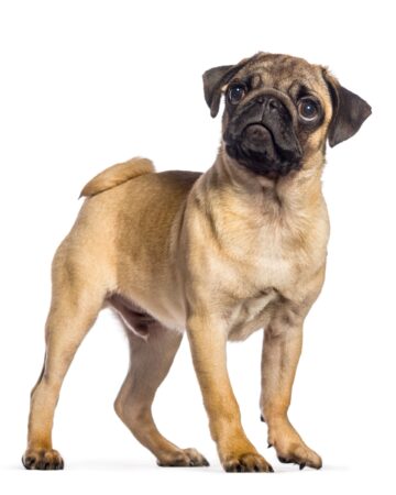 Pug Growth Chart (Size & Weight Chart) - Happy Dog Breeds
